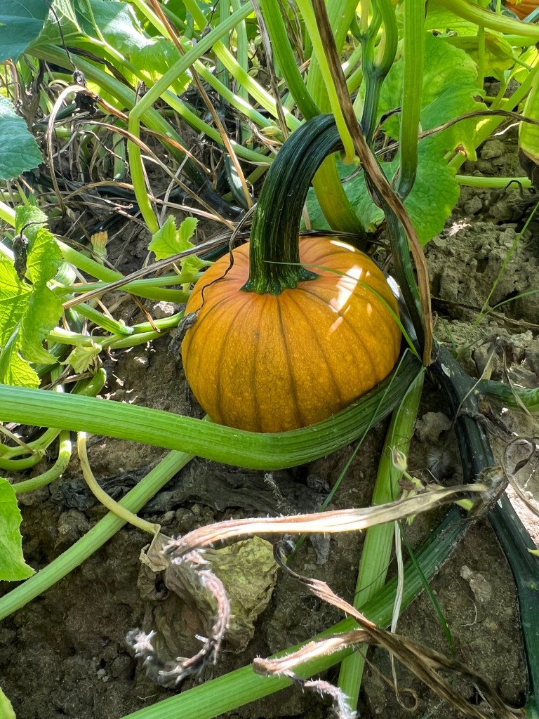 Al's Family Farm – "From our farm to your home"